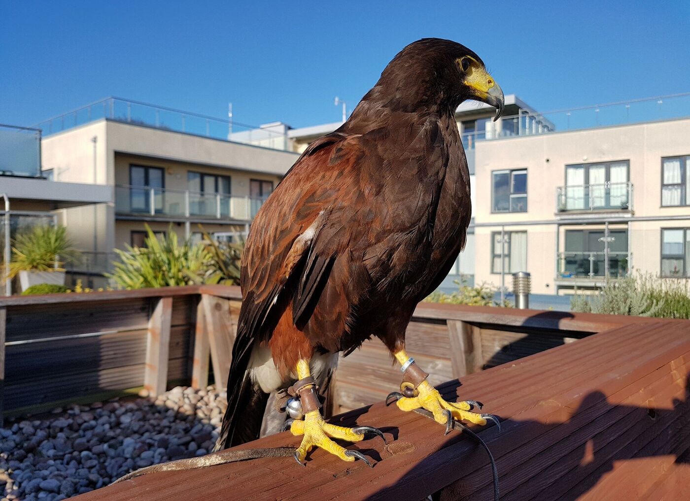Hawking – British Bird Control